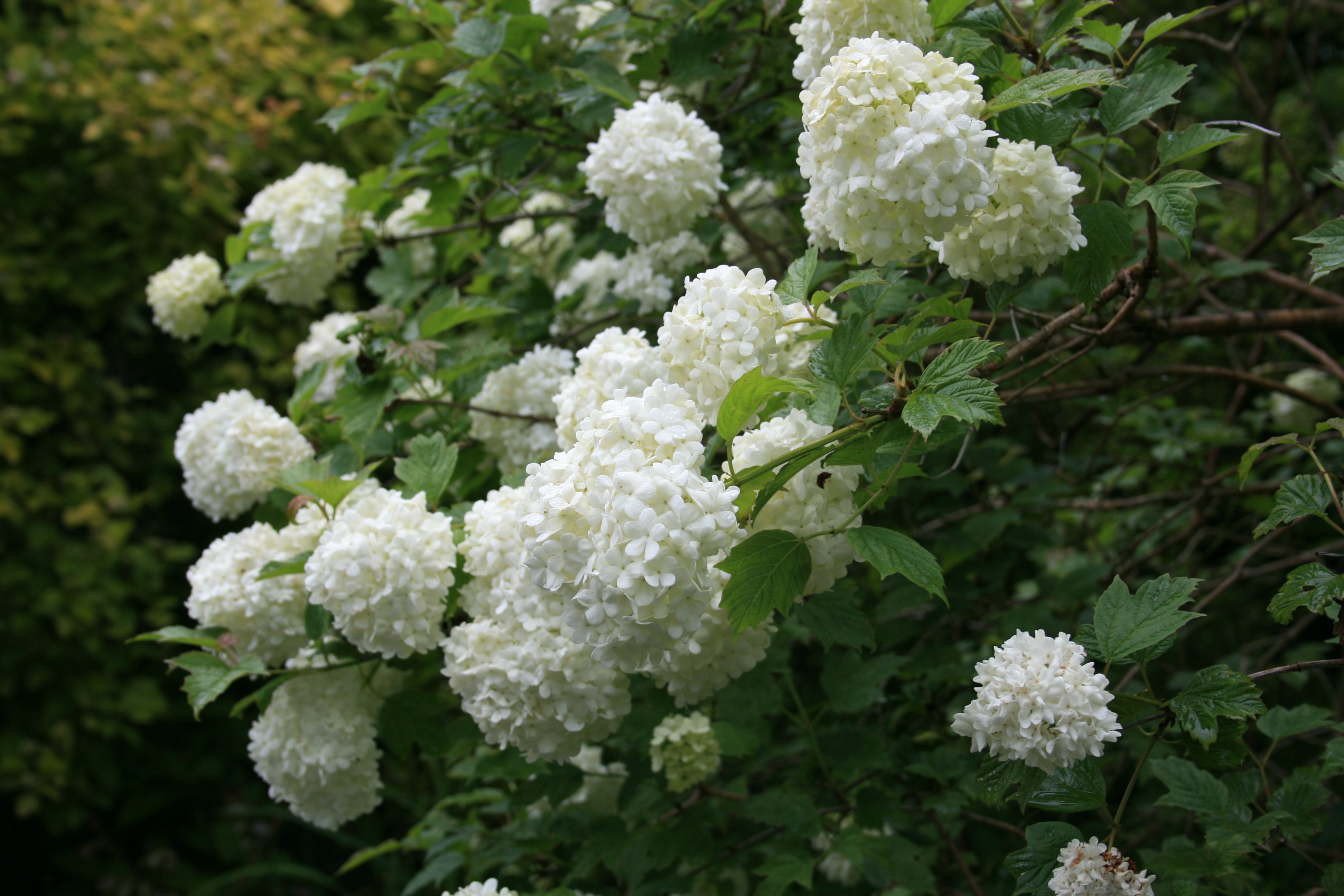 Viburnum opulus 'Roseum' – Ballyrobert Gardens
