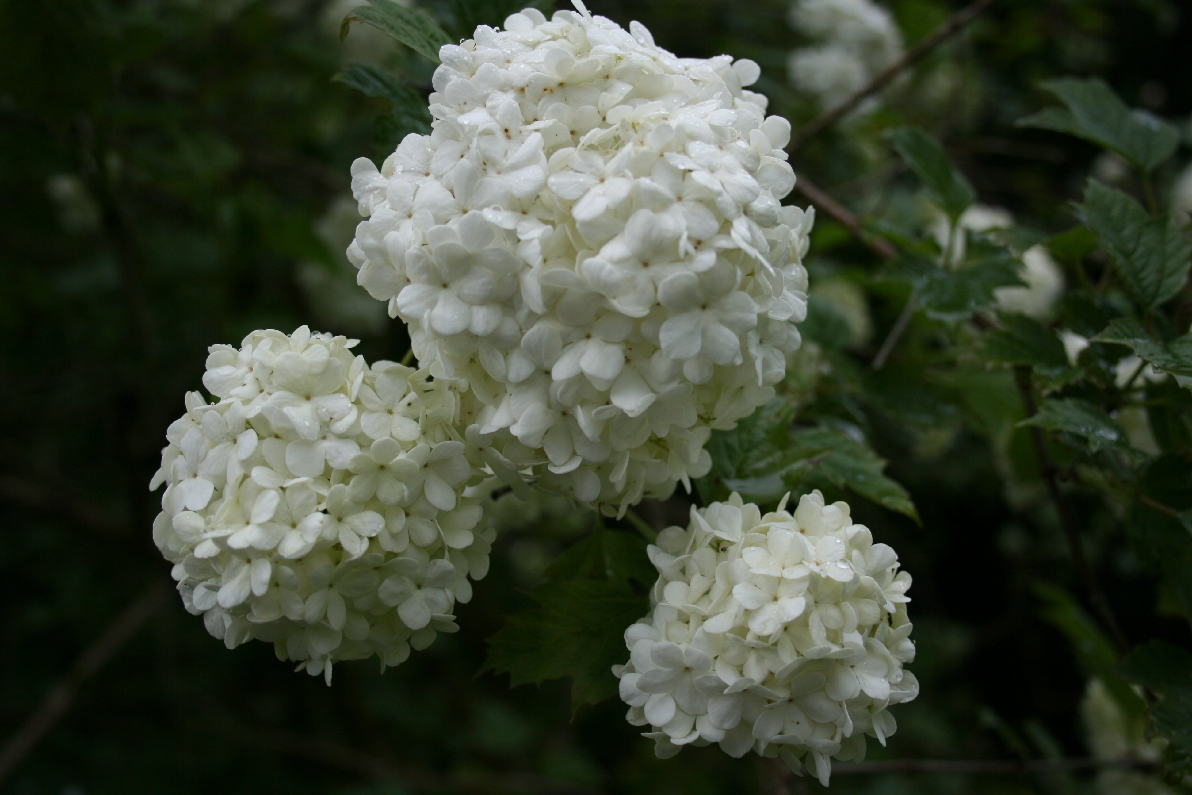Viburnum opulus 'Roseum' – Ballyrobert Gardens