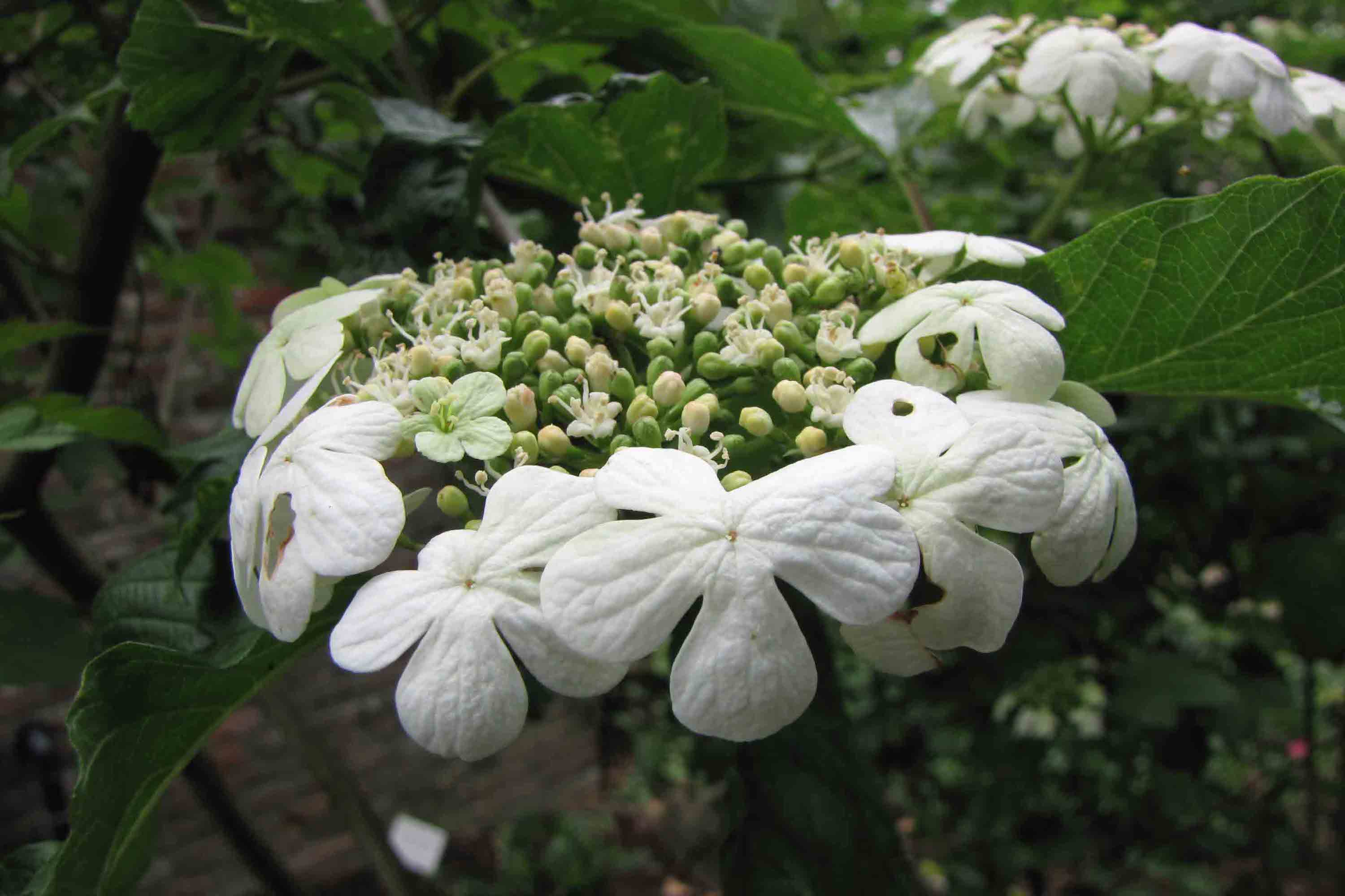 Viburnum opulus 'Compactum' – Ballyrobert Gardens