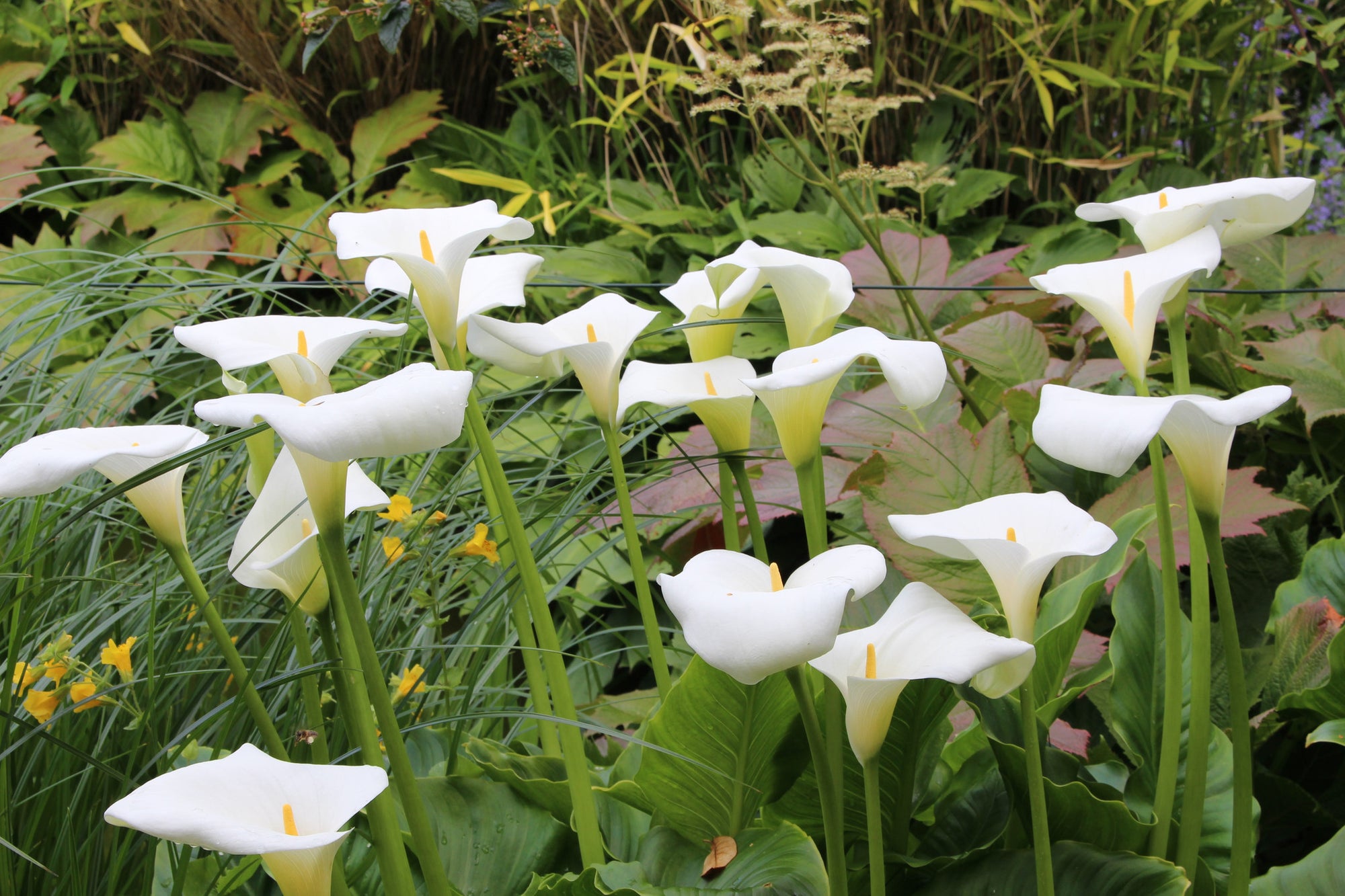 Zantedeschia aethiopica – Ballyrobert Gardens